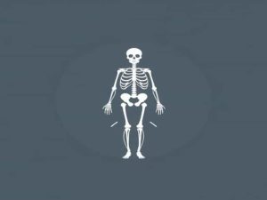 Quiz Unit 4 Anatomic References